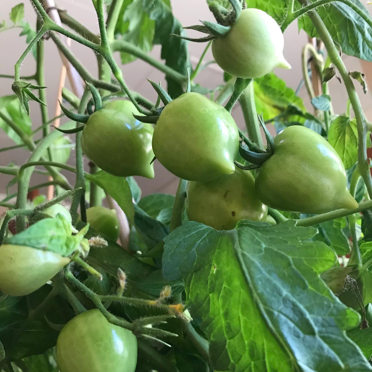 Tomaten Annas Multiflora - Trädgårdstrollet