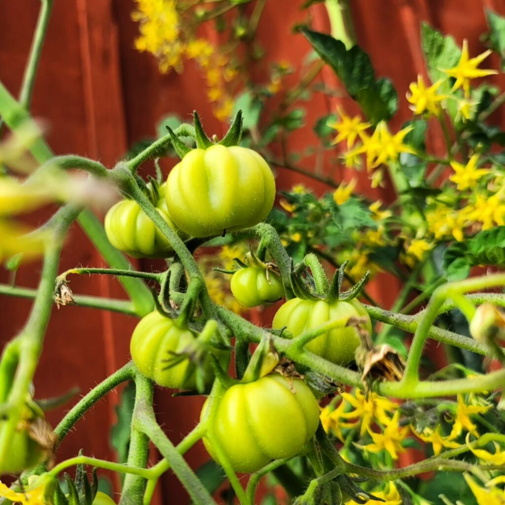 Tomaten Ballen Multiflora - Trädgårdstrollet