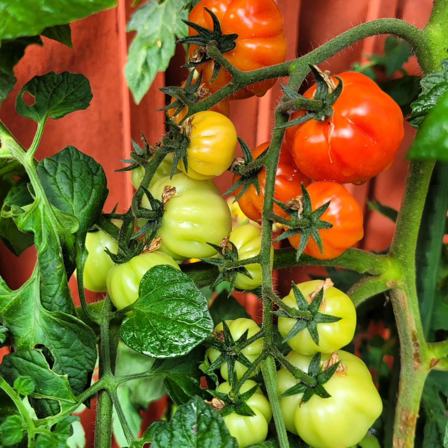 Tomaten Ballen Multiflora - Trädgårdstrollet