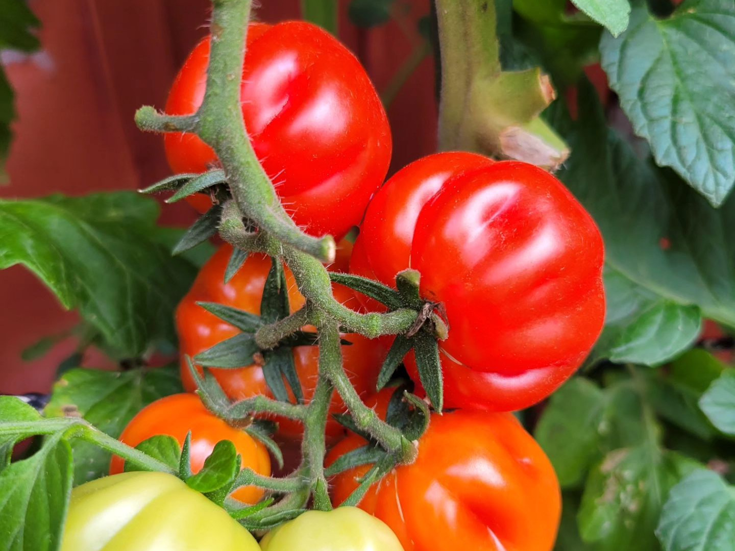 Tomaten Ballen Multiflora - Trädgårdstrollet