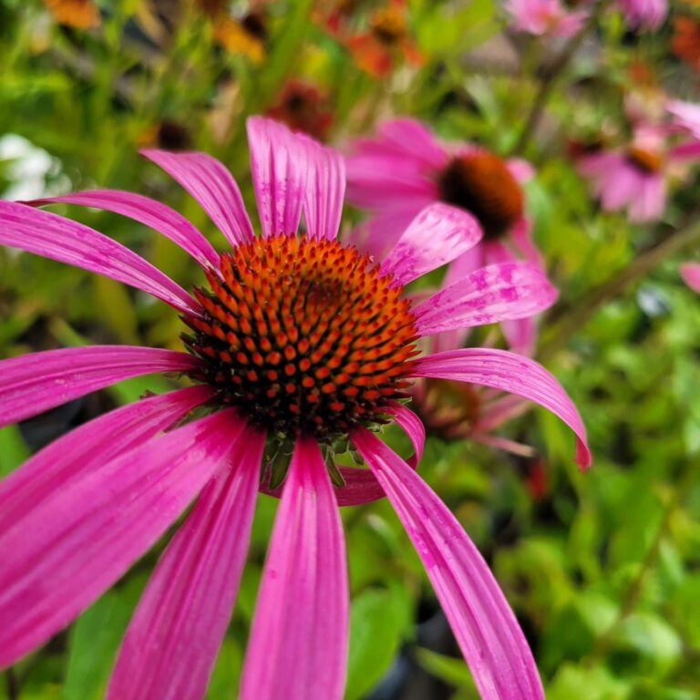 Sortguide: Solhatt - Trädgårdstrollet