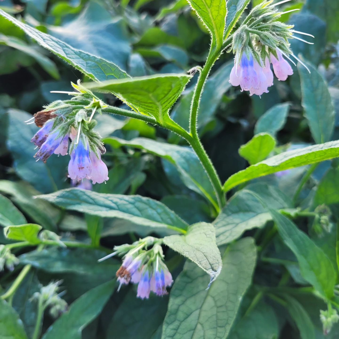 Skillnad på vallört och vallört... - Trädgårdstrollet