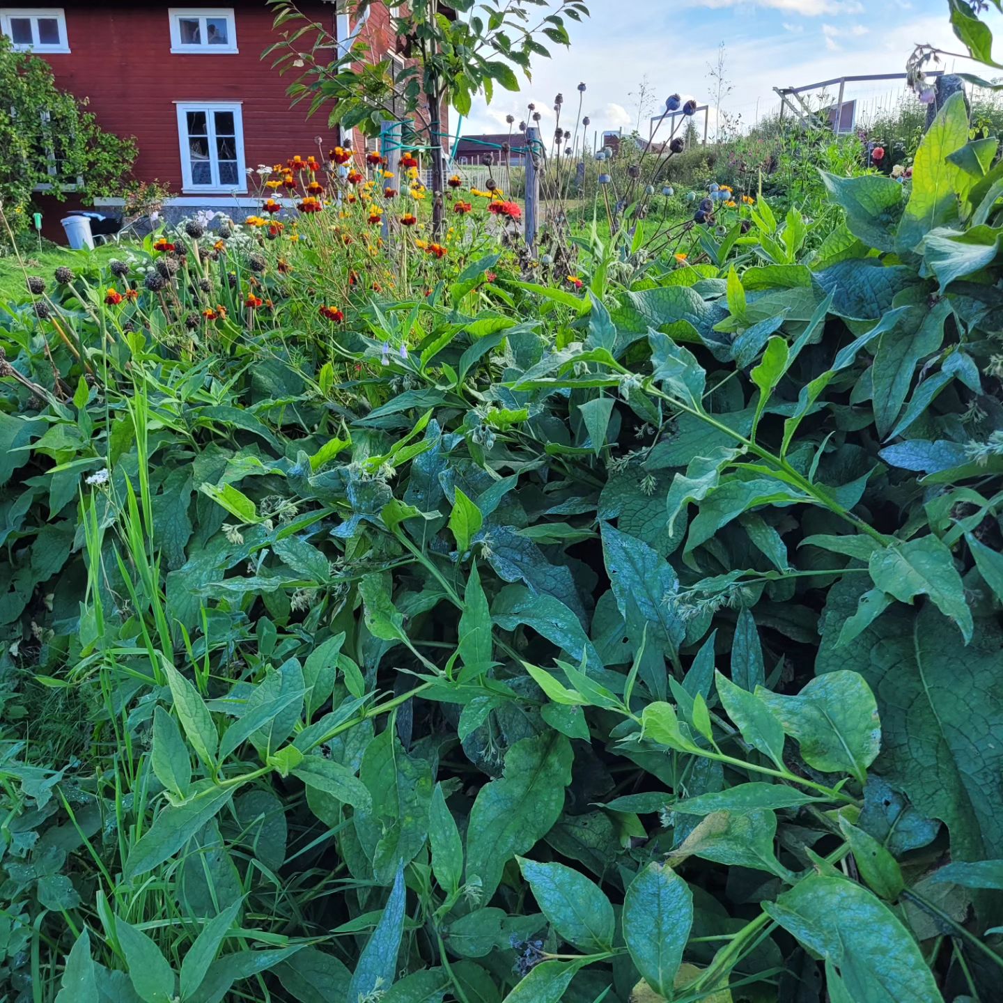 Skillnad på vallört och vallört... - Trädgårdstrollet