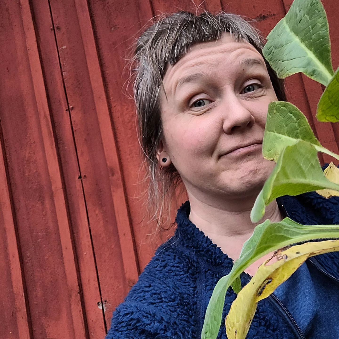 Skillnad på vallört och vallört... - Trädgårdstrollet