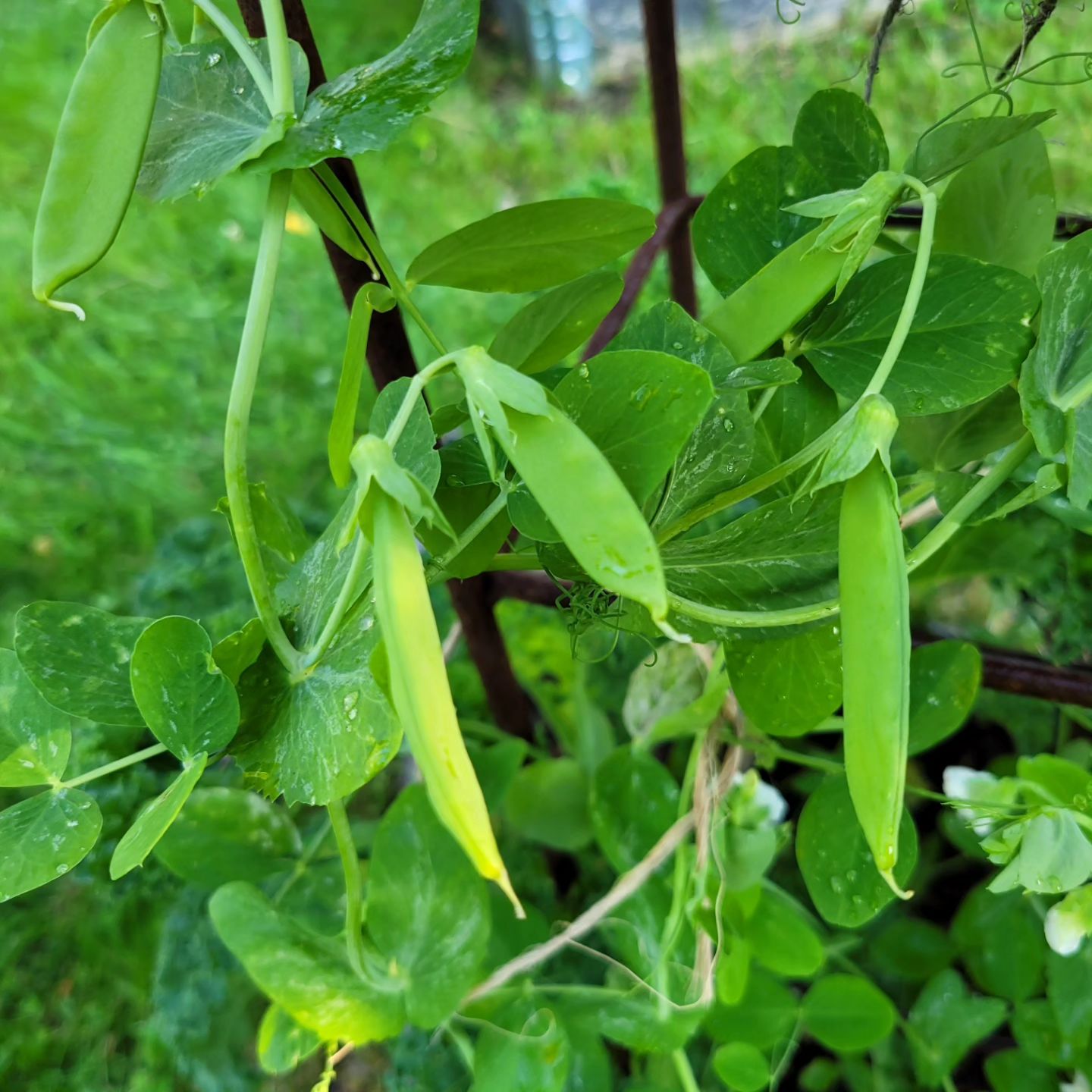 Sortguide: Sockerärter - Trädgårdstrollet
