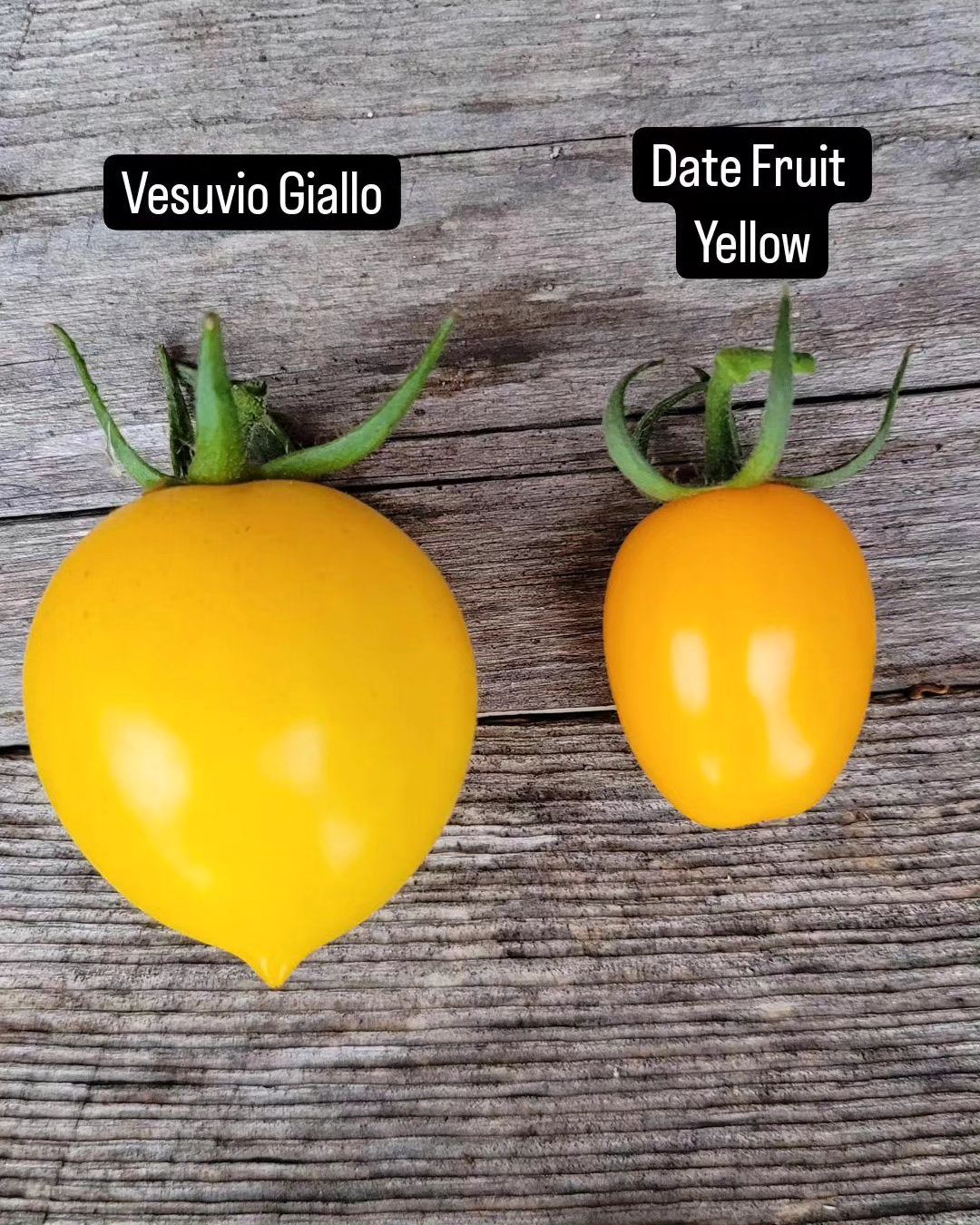 Mumsiga lagringstomaten Date Fruit Yellow - Trädgårdstrollet