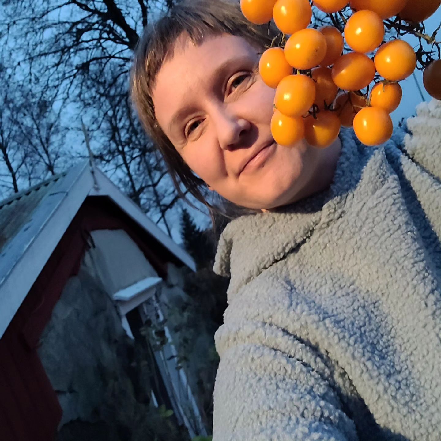 Mumsiga lagringstomaten Date Fruit Yellow - Trädgårdstrollet