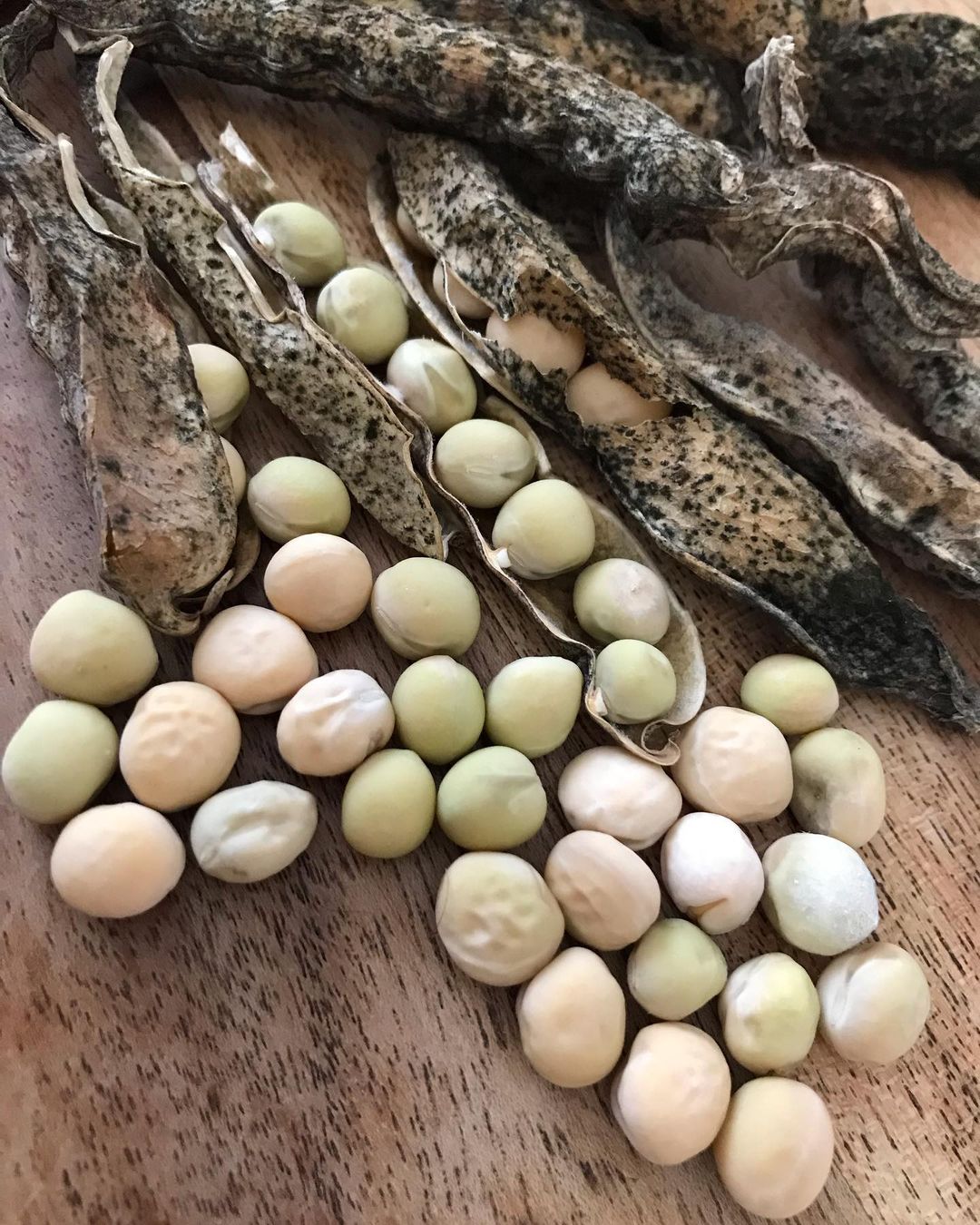 Frosttåliga finnmarksärten - Trädgårdstrollet