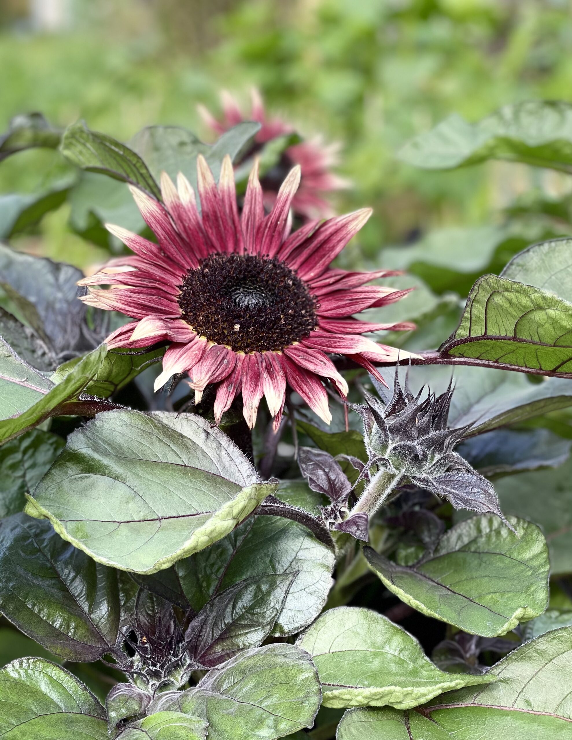 Sortguide: Röda solrosor - Trädgårdstrollet