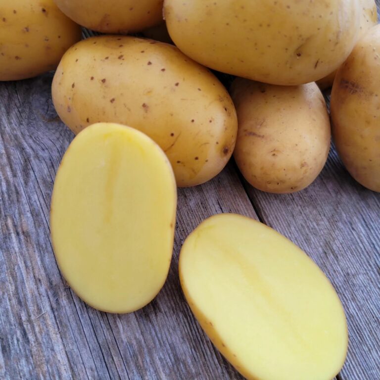 Gourmetpotatisen Queen Anne - Trädgårdstrollet