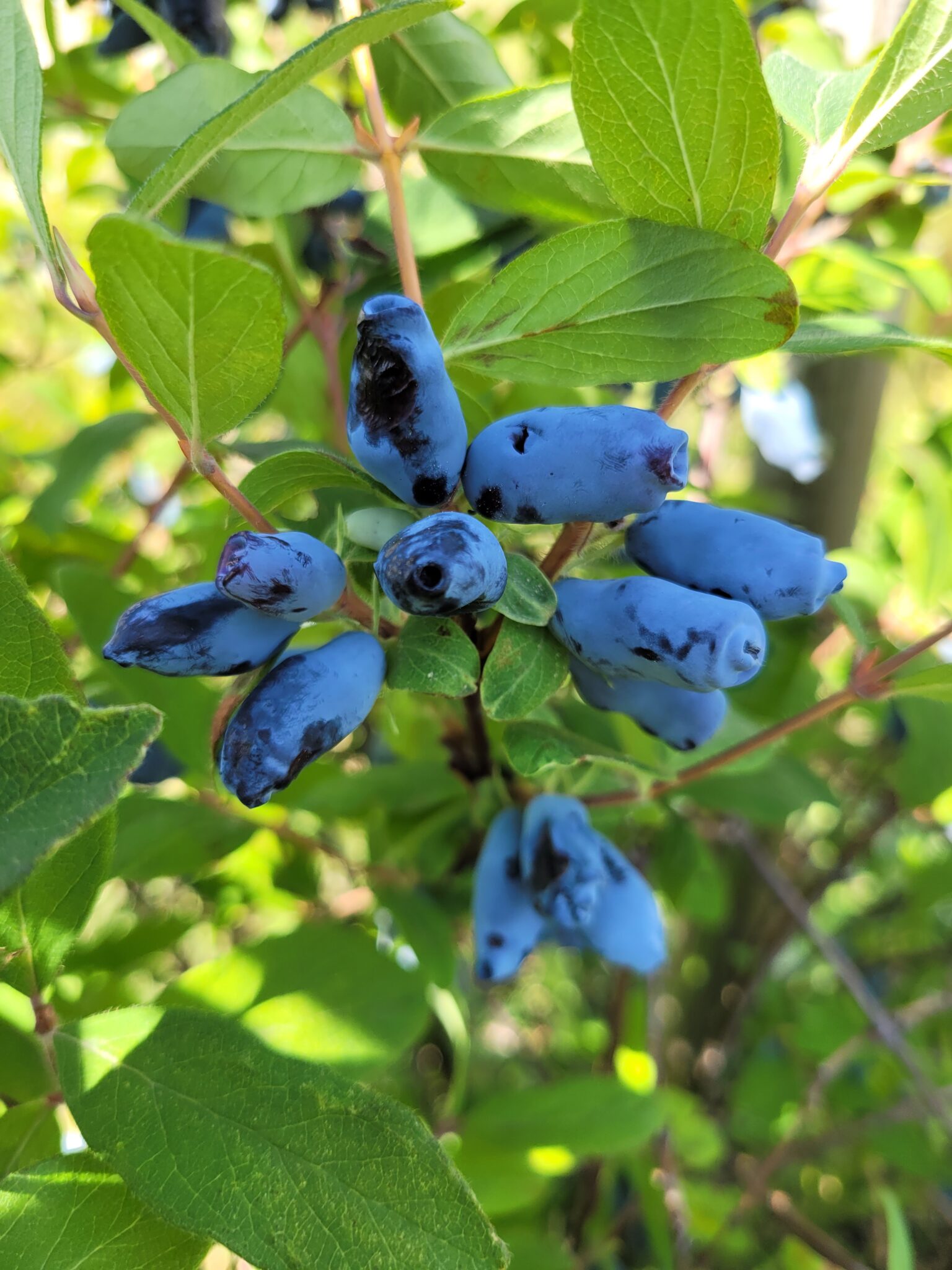 Lucka 6: Blåbärstry Aurora - Trädgårdstrollet
