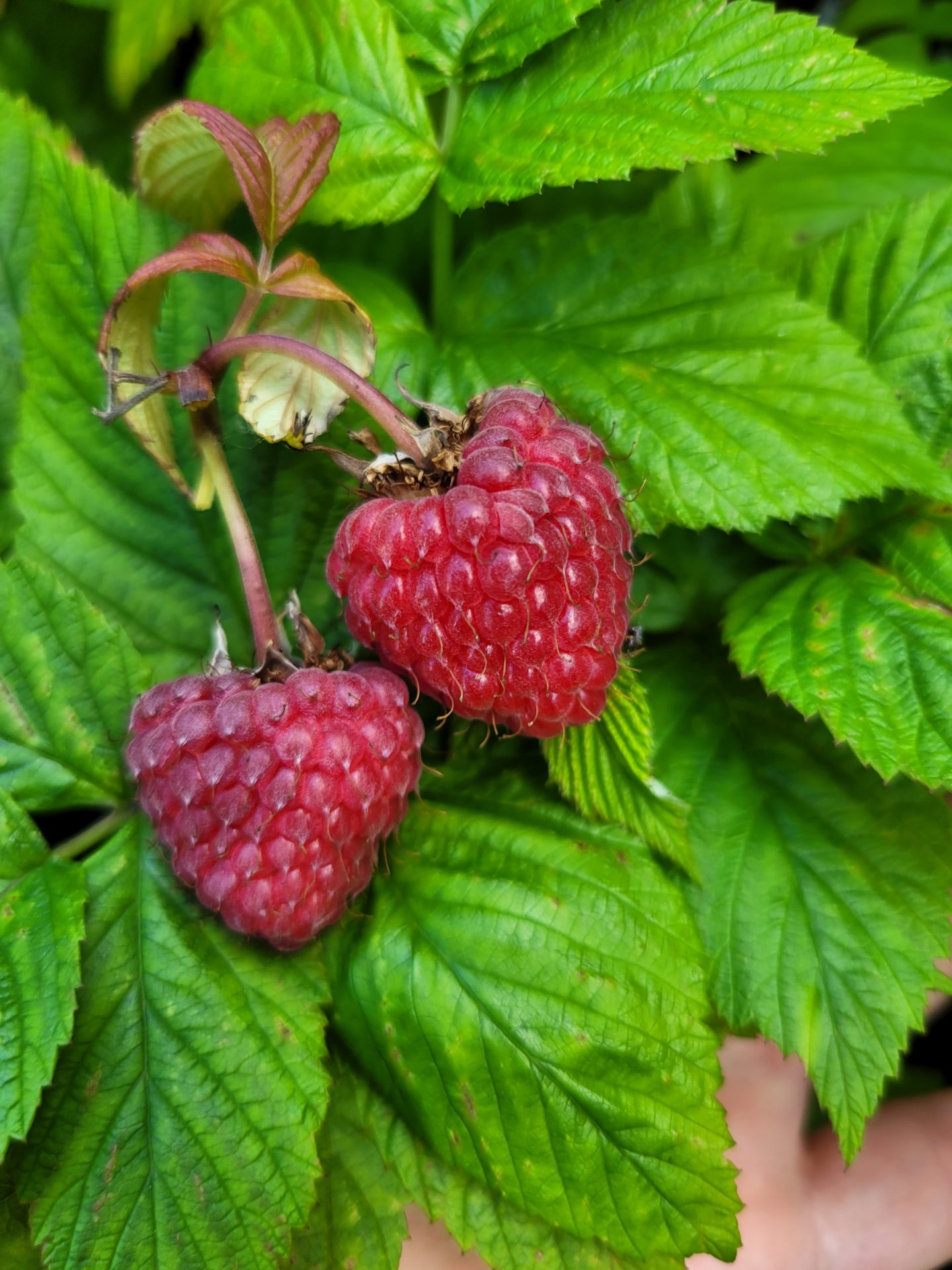 Sortguide: Hösthallon - Trädgårdstrollet