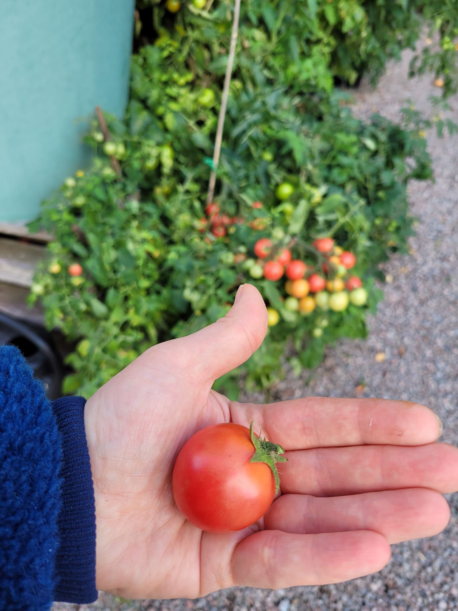 Sub-Arctic Cherry och andra tomater i Sub-Arctic serien - Trädgårdstrollet