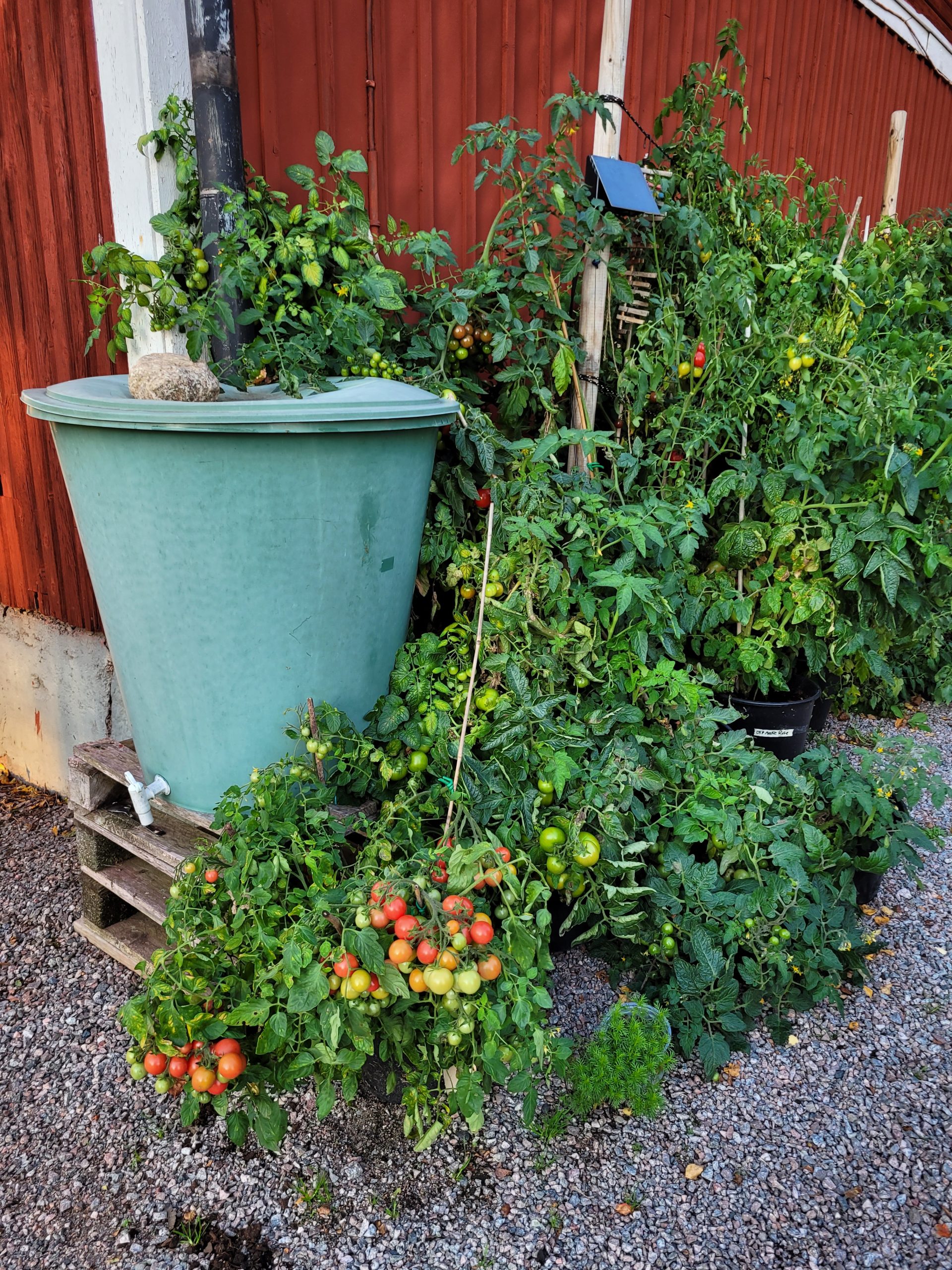 Sub-Arctic Cherry och andra tomater i Sub-Arctic serien - Trädgårdstrollet